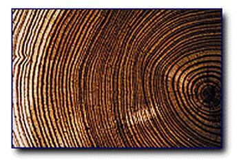 Analyzing Tree Rings to Determine Climate Change :: Resources :: Ascend ...