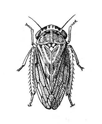 Insects :: Resources :: Ascend Learning Experience