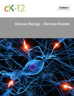 Human Biology - Nervous System :: Resources :: Ascend Learning Experience